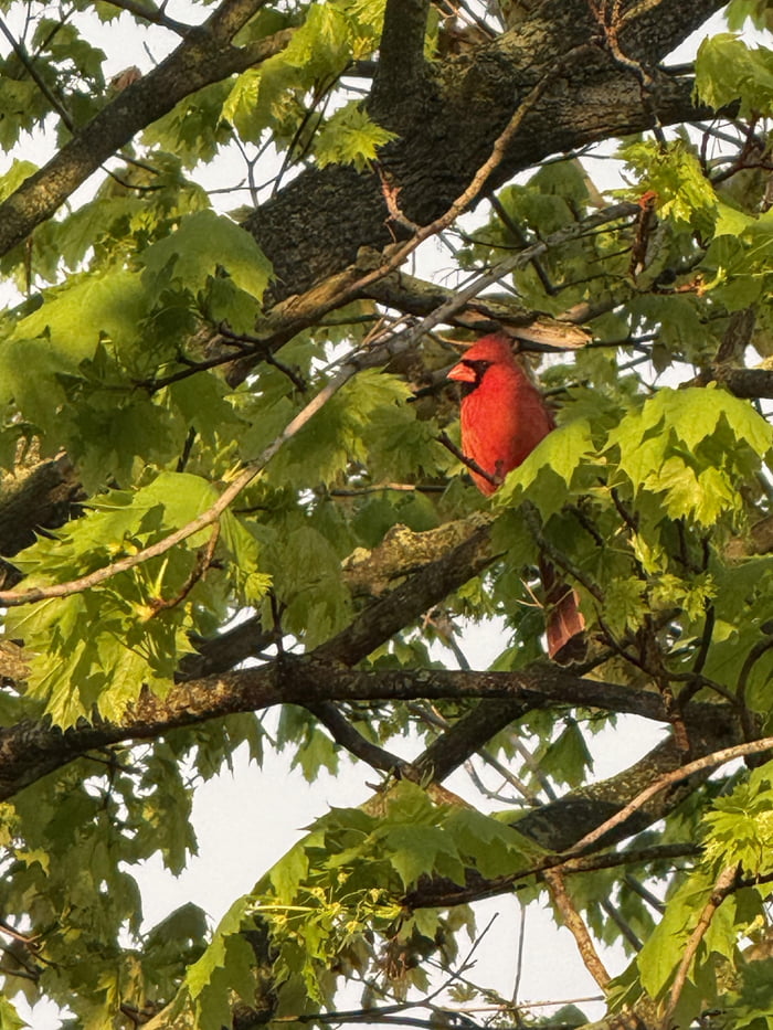 Captured in the last rays of yesterdays setting sun - 9GAG