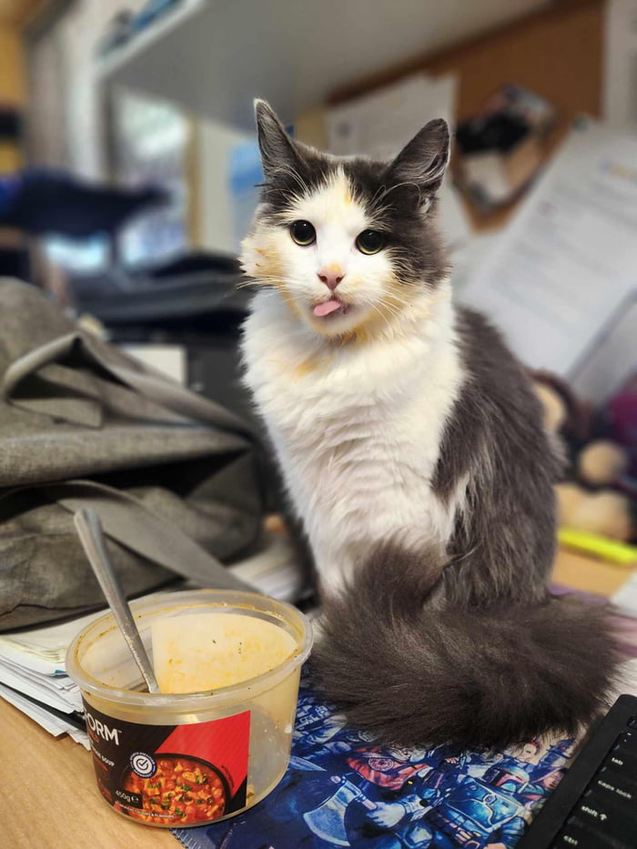 Share your cutest cat picture with me! Here's mine: - 9GAG