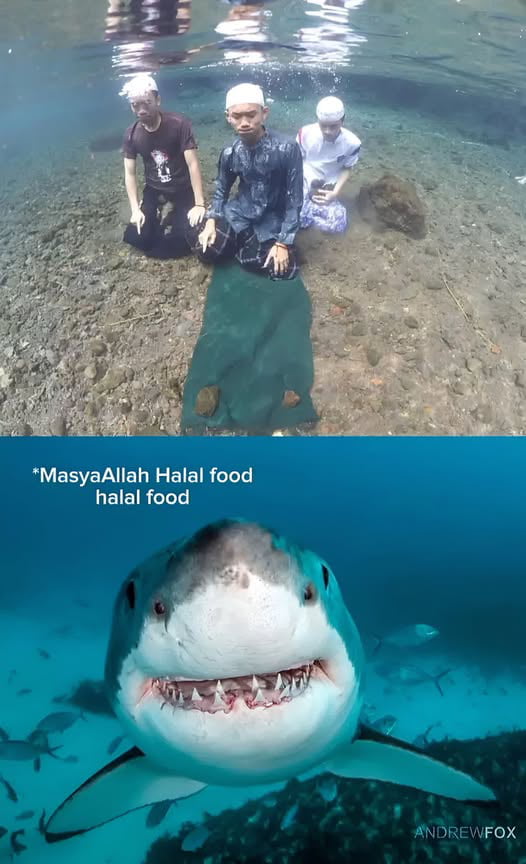 Absolutely halal - 9GAG