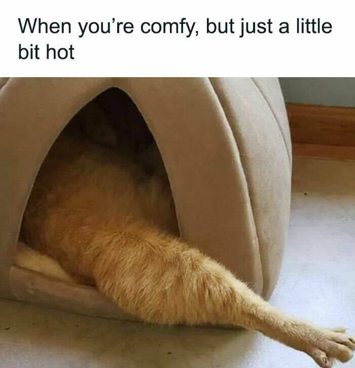 Comfy - 9GAG