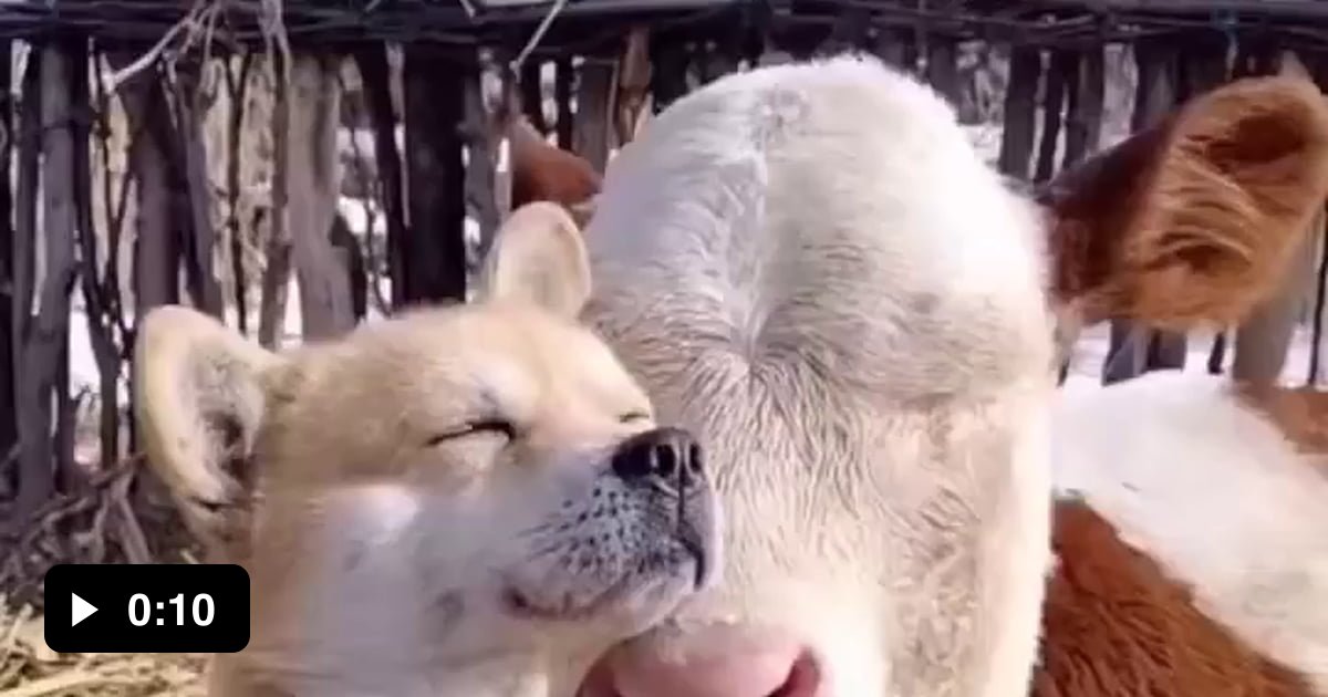 This dog made friends with this blind cow, and never left her since - 9GAG