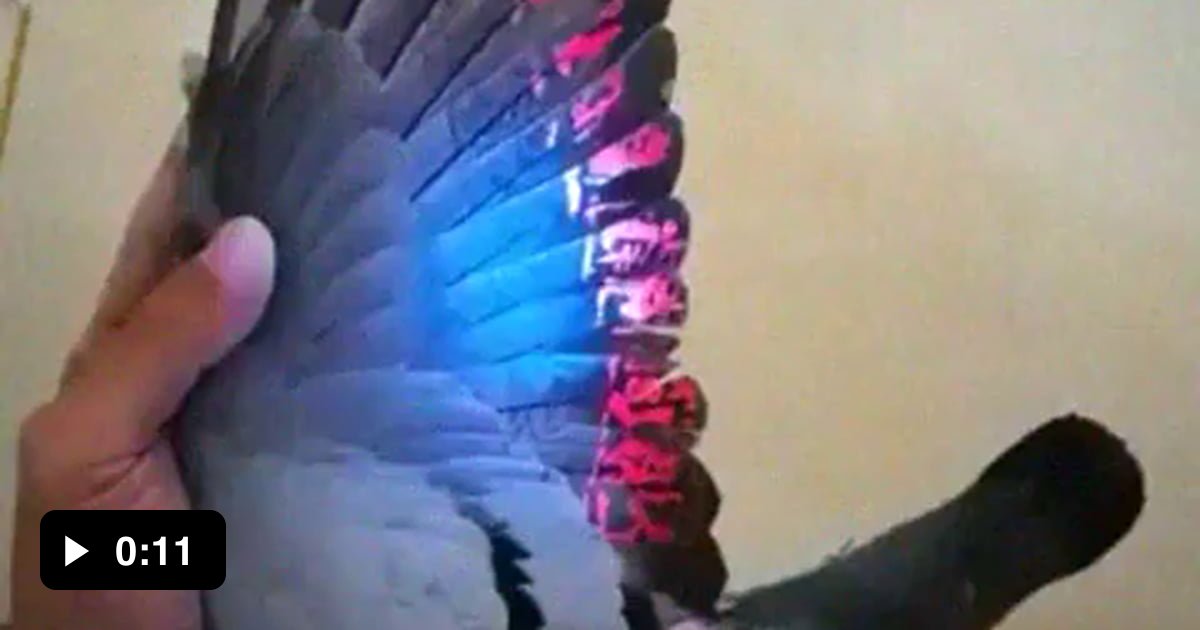 Shining a UV light on Pigeon - 9GAG