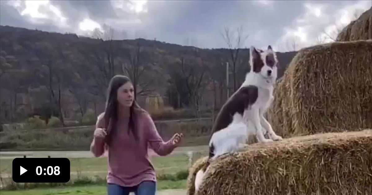 Trust fall.. 🎥 IG: alexcotedogtrainer - 9GAG