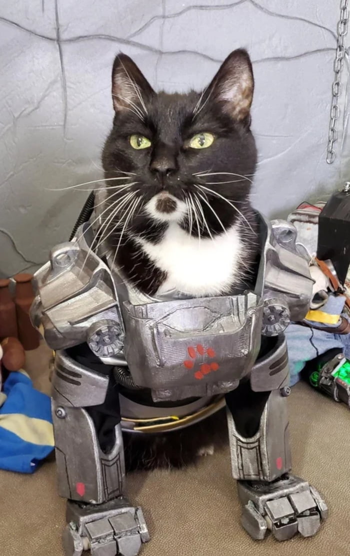 Wife showed me this... Thought my fallout & cat bros would appreciate ...