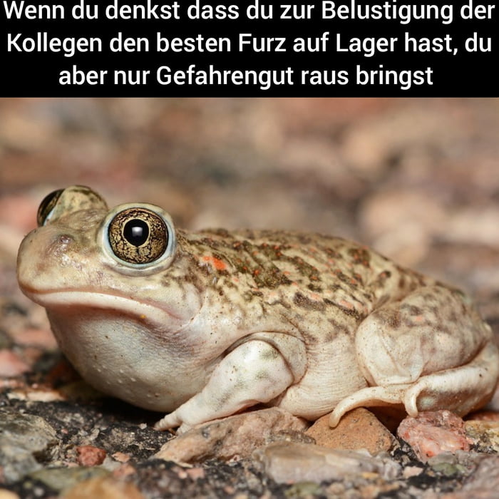 Es ist Mittwoch meine Furzer - 9GAG