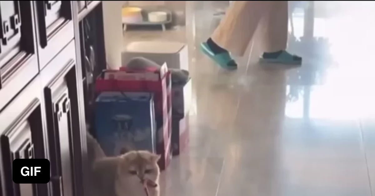 When cat and a dog are of the same size - 9GAG