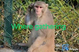 Monkeys assemble - 9GAG