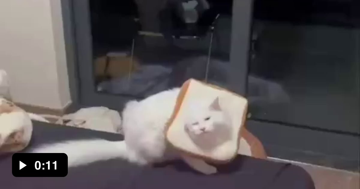 In bread cat - 9GAG
