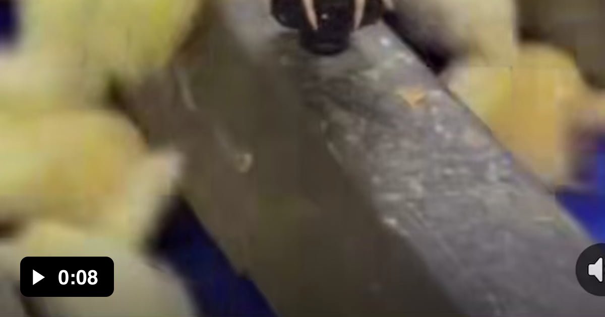 This is how peeps are made - 9GAG