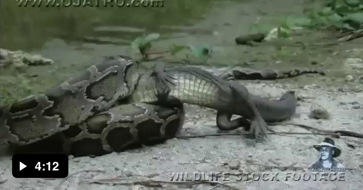 Python eats small alligator alive - 9GAG