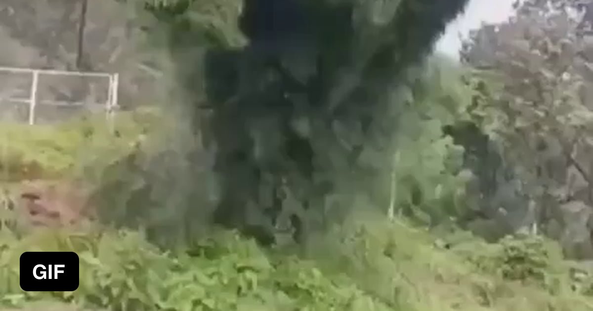 The dancing tree - 9GAG