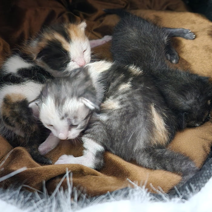 A Bundle of Newborn Kittens - 9GAG