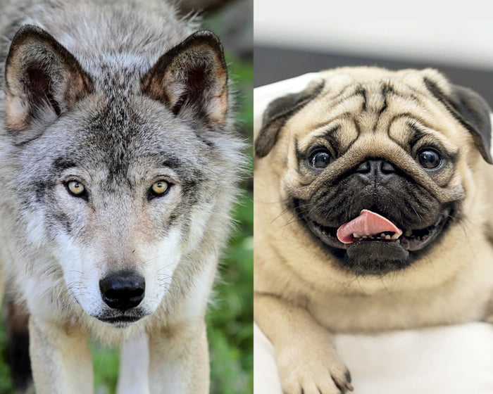 -Can we have a wolf ? - We have wolf at home ! - 9GAG