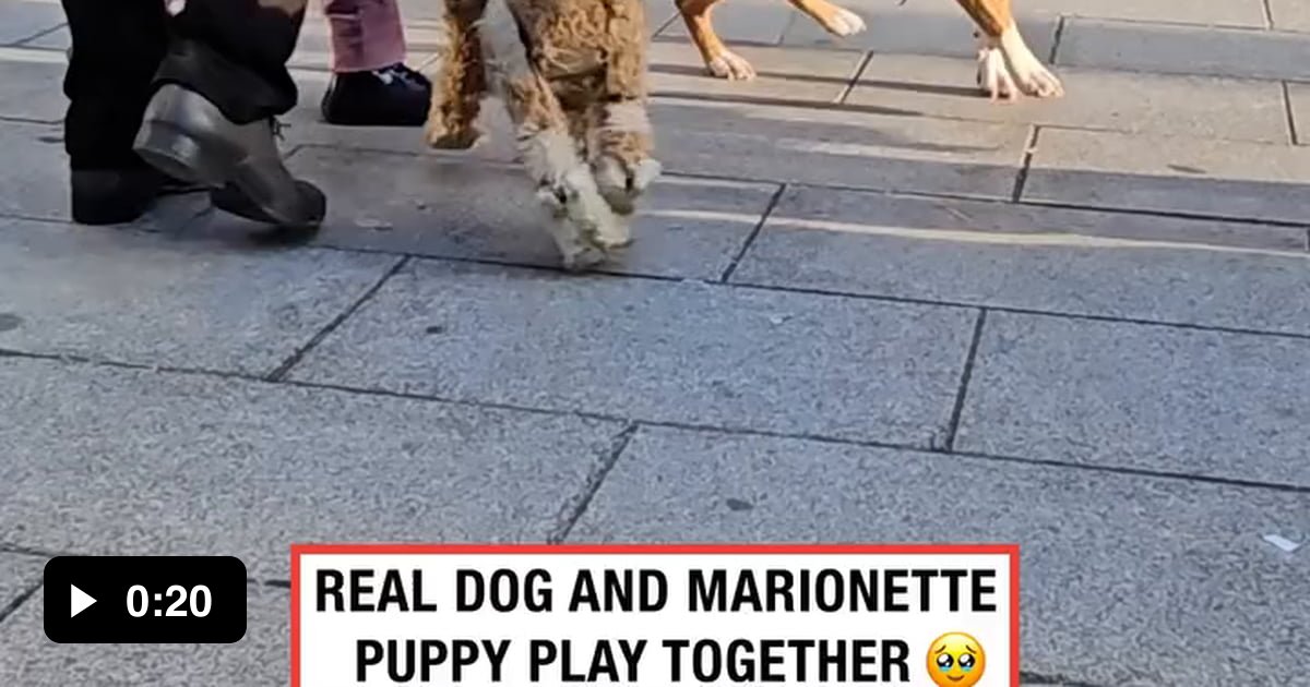 Good boy makes a new fren - 9GAG