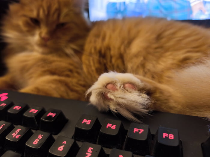 Look at them furry beans - 9GAG