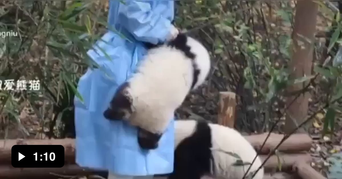 Panda cub tries to stop caretaker from taking the other panda cub - 9GAG