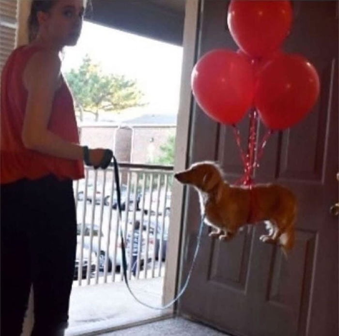The only true balloon animal - 9GAG