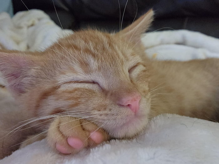 Pink! 10 weeks old today! - 9GAG