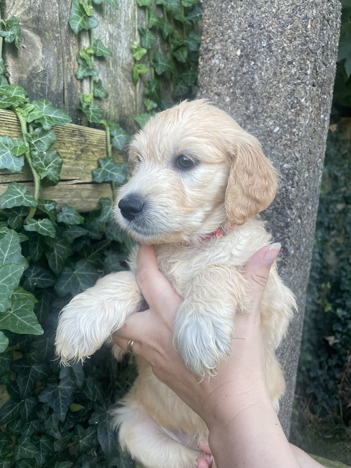 As of next Tuesday, I’m recruiting a new sidekick. Meet Echo - 9GAG