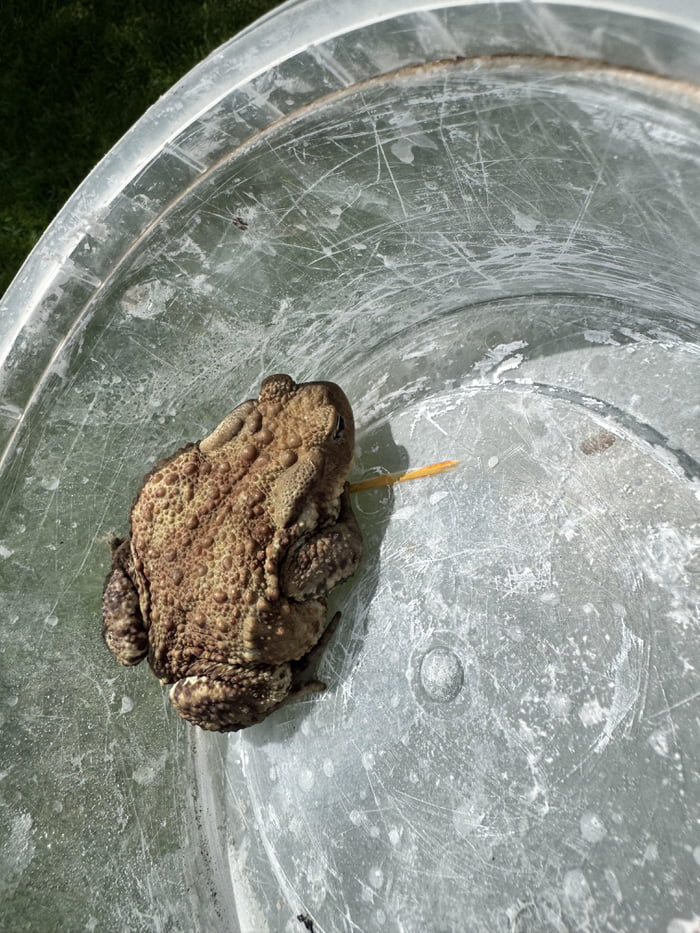 Of a toad - 9GAG