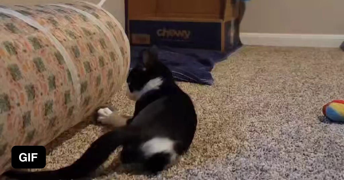 Dingus and his early morning shenanigans - 9GAG