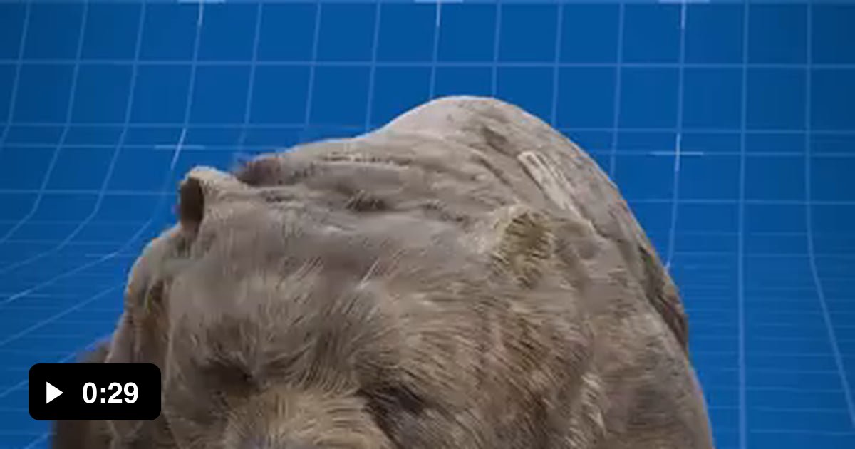 Why you should never eat undercooked bear meat - 9GAG