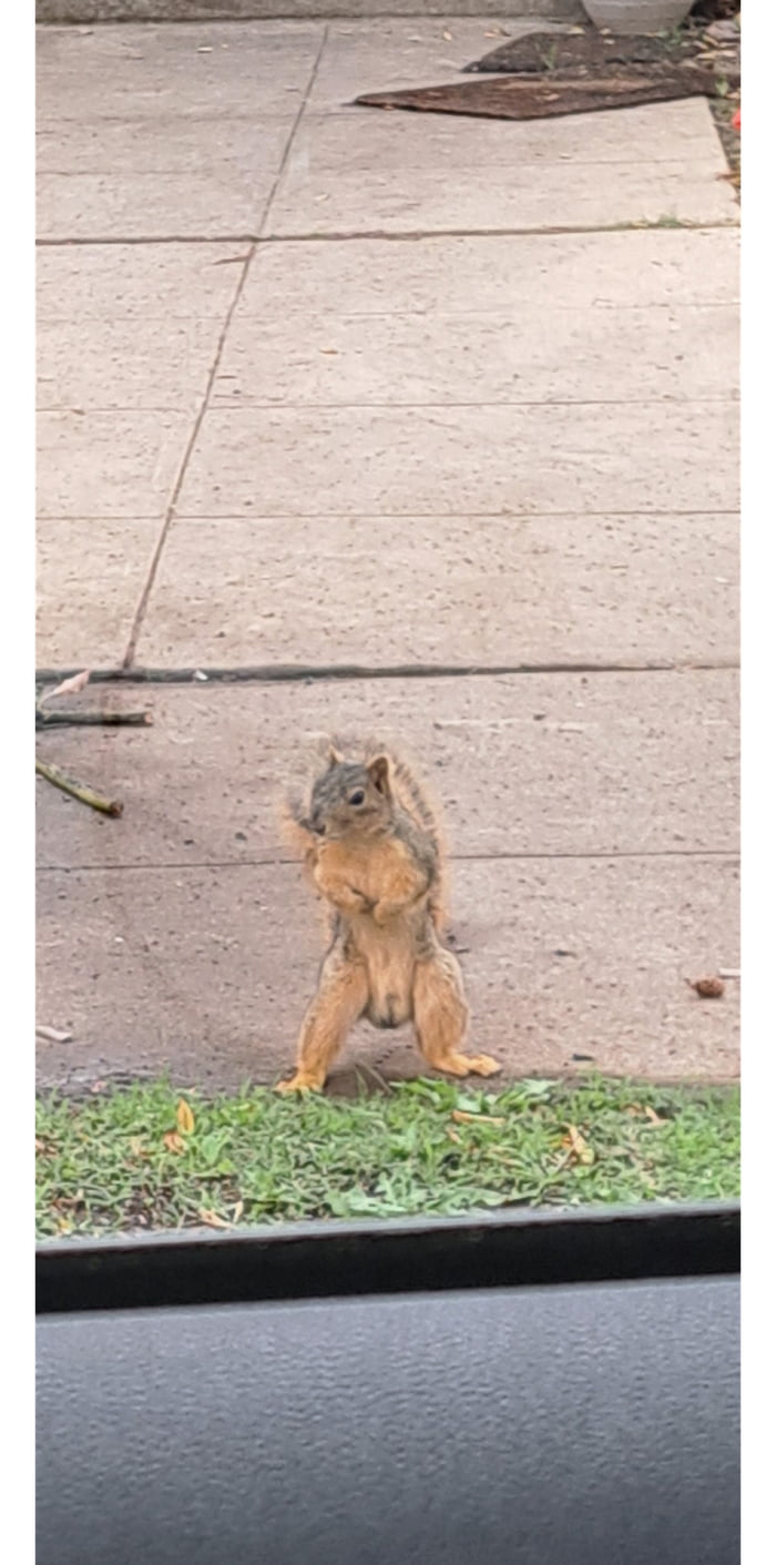 This very buff squirrel was vibing outside of the car today 😆 - 9GAG