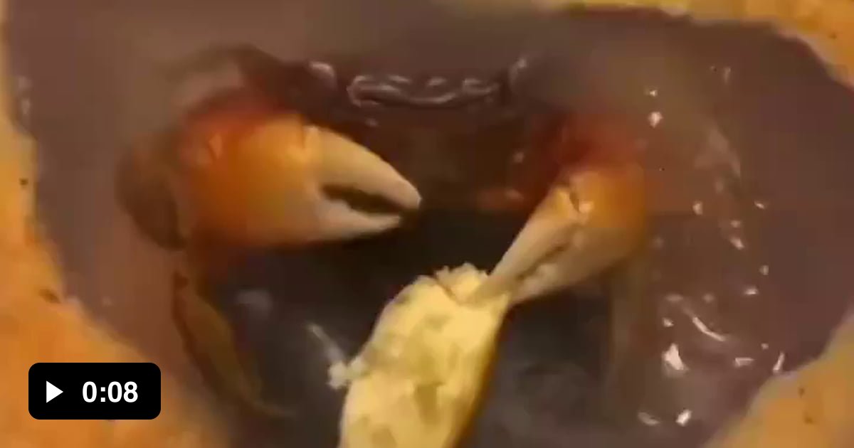 Holup, Crab...! - 9GAG