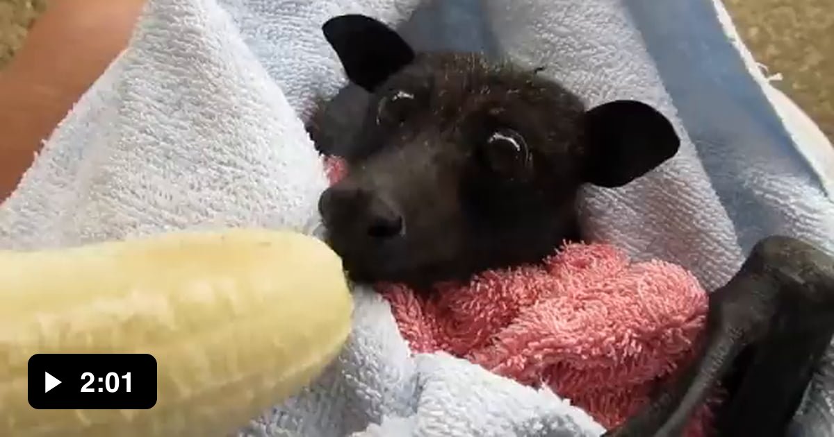 Baby bat eat fruit bananas :) - if you know.. - 9GAG