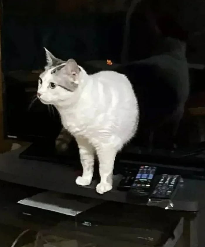 Void cat, changer of channels - 9GAG
