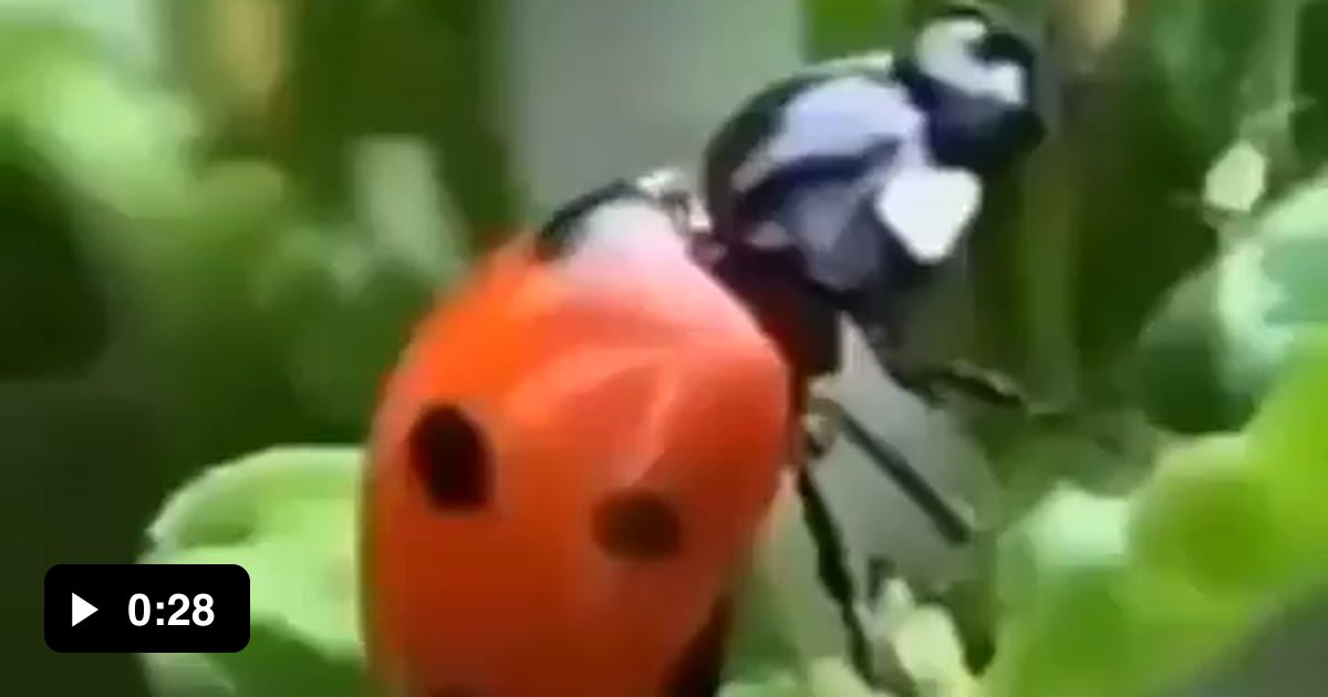 A Ladybug's Feast - 9GAG