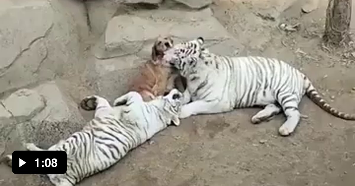 The real boss of the tiger enclosure. - 9GAG