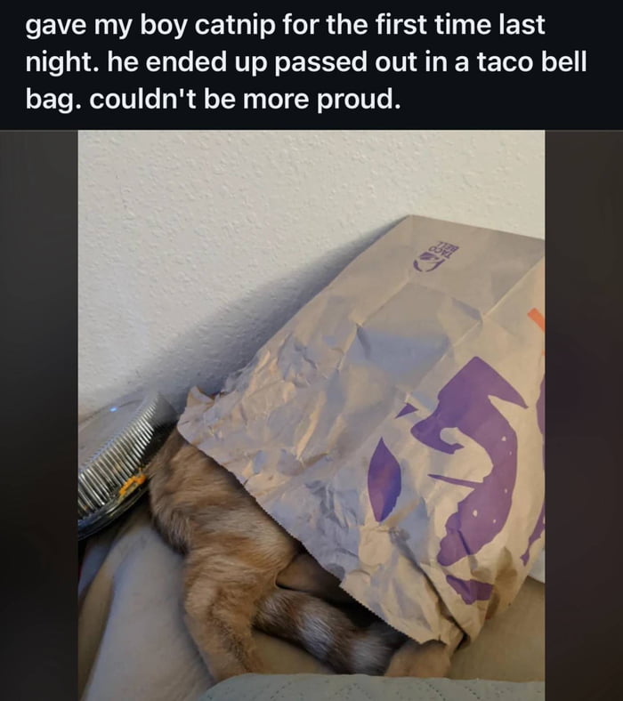 Catnip hits different. - 9GAG