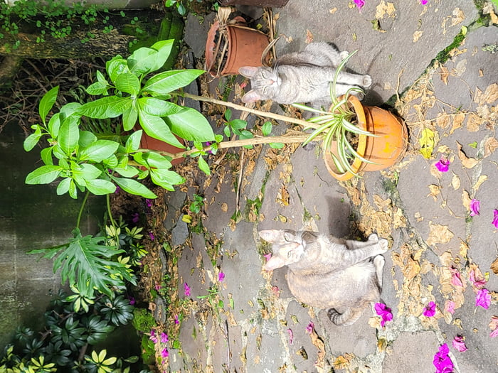 Just two Latino sister cats. - 9GAG