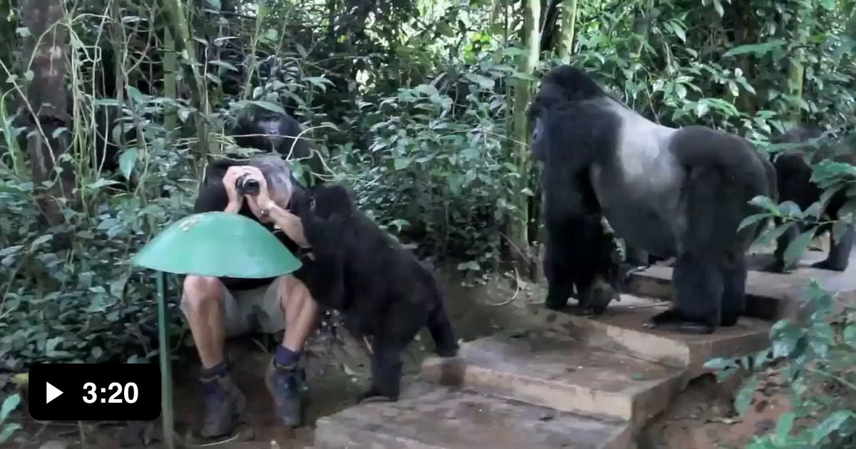 A silver back gorilla family checking out a wildlife photographer - 9GAG