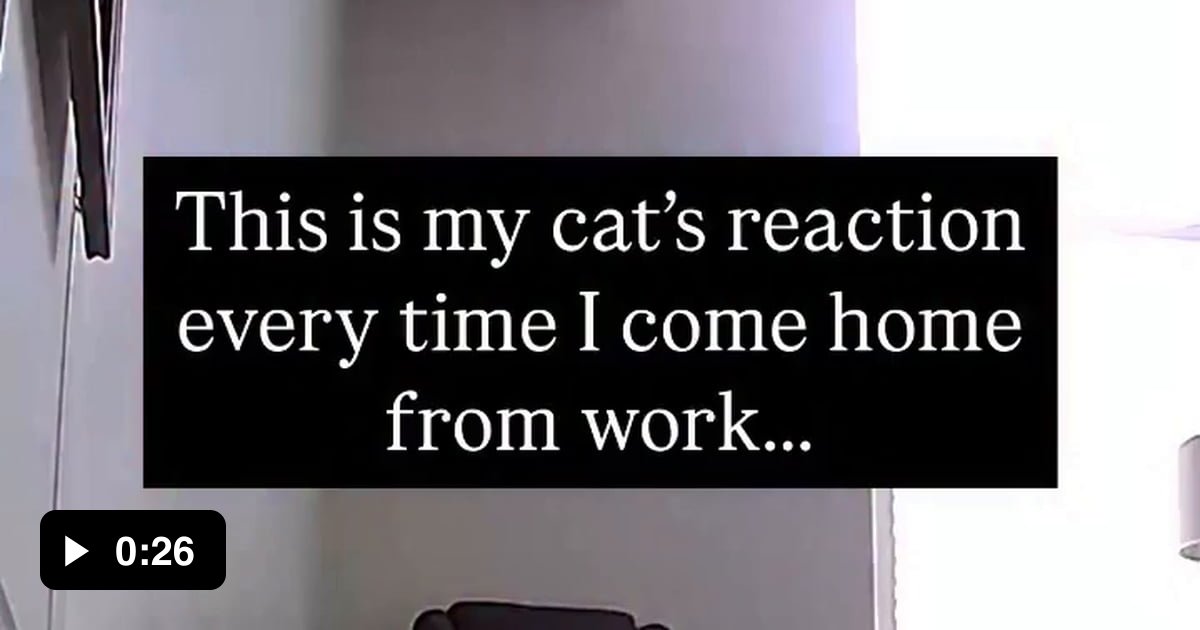 The way the cat turns into liquid 🤣🐈 -- catmandoofficial - 9GAG