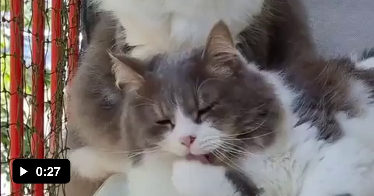 Synchronized cat surveillance security system - 9GAG