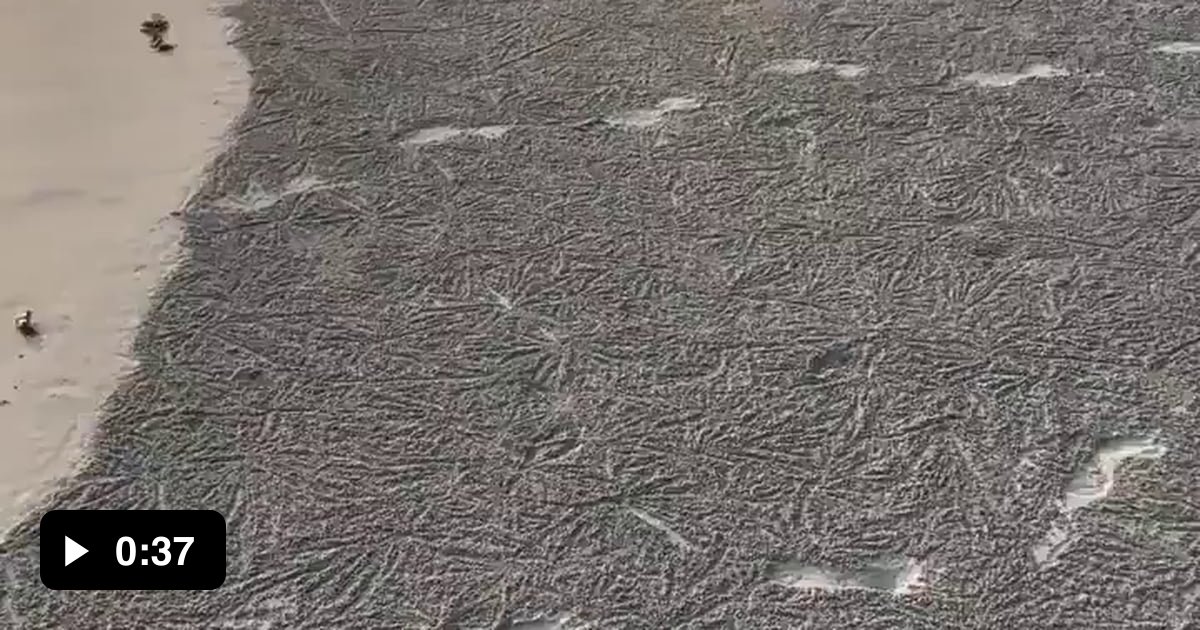 Ever seen these tiny sand balls on the beach? Crabs create them while ...