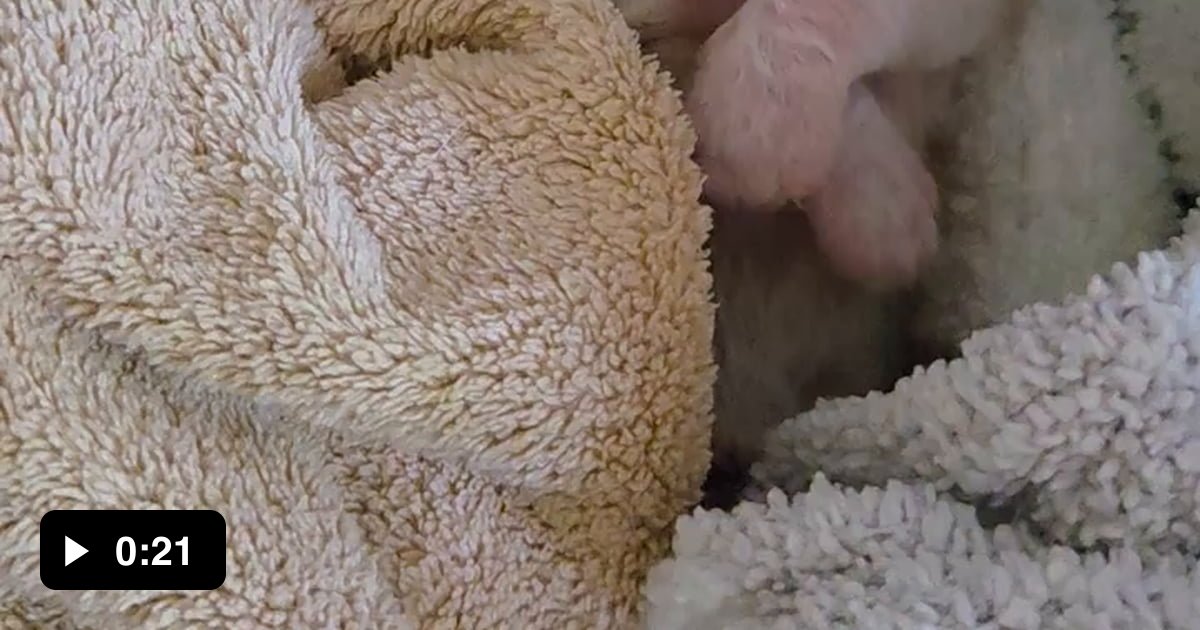 It's a hard life being this smol. - 9GAG