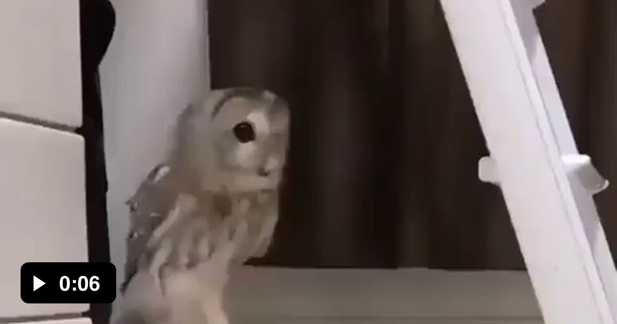 There are two types of owls - 9GAG