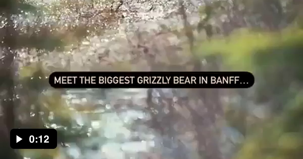 ‘The Boss’ is known to be the largest and most famous grizzly bear in ...