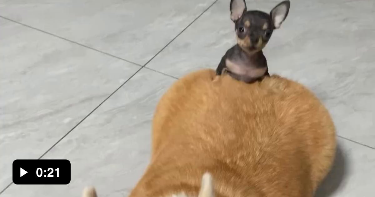 That's the biggest flea I've ever seen - 9GAG