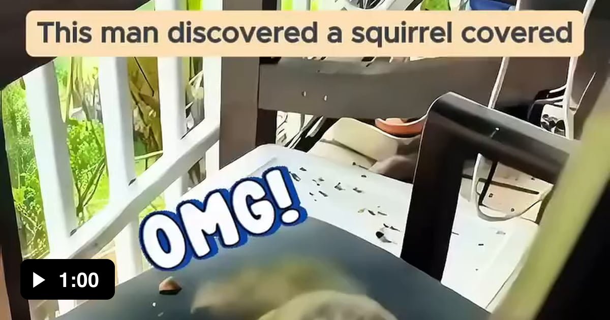 Bloatfly infested squirrel rescued - 9GAG