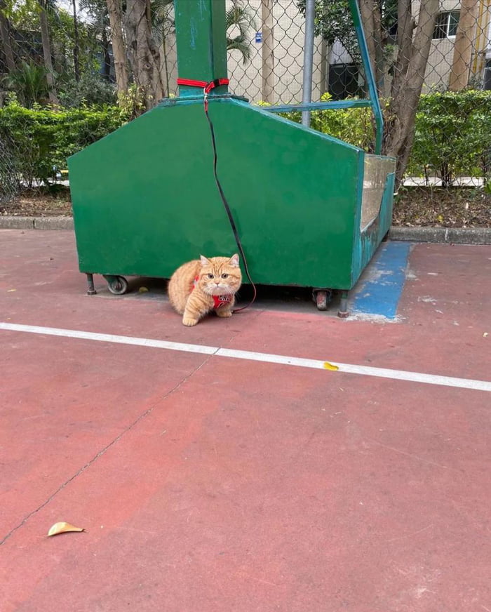 "Mr. Paws is slam-dunking his way through the feline NBA - 9GAG