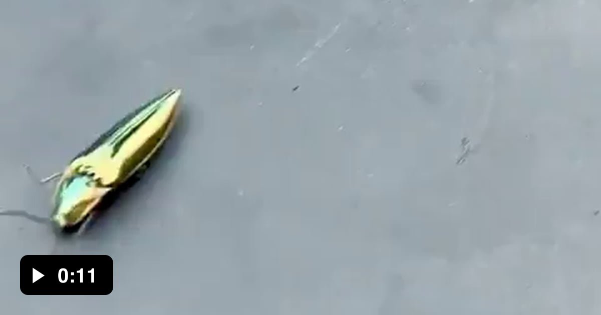 Click Beetle Jumping - 9GAG