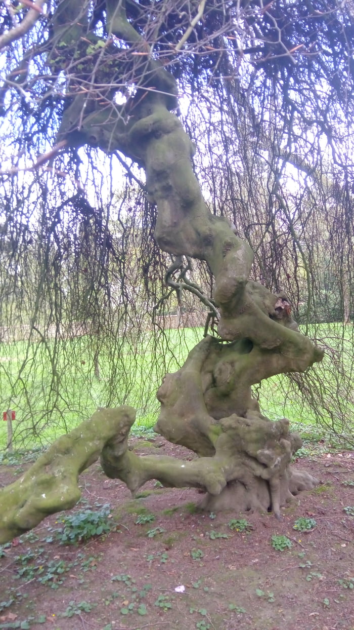 Everything is normal with this tree (NOT) - 9GAG