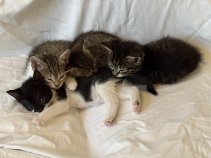 Zoë, Zod, Zelda and Zsa-Zsa - 9GAG