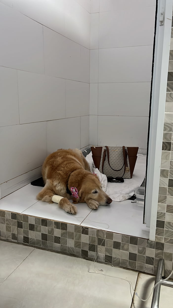 Say hello to Lilo ♥️ - 9GAG