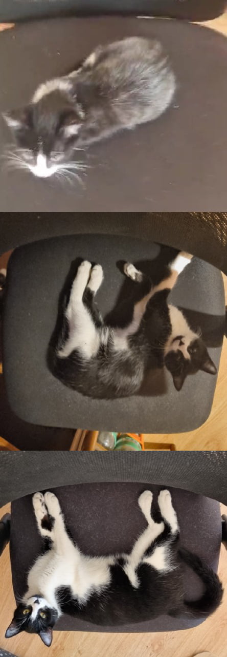 My kitty in the chair through the time - 9GAG