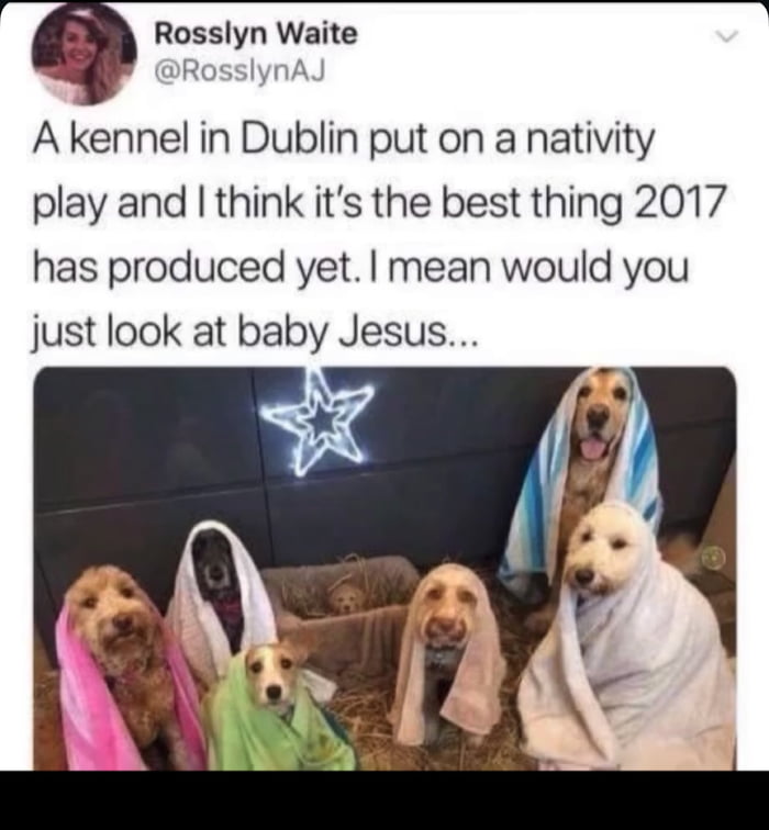 Dogs doing a nativity play is peak cuteness - 9GAG